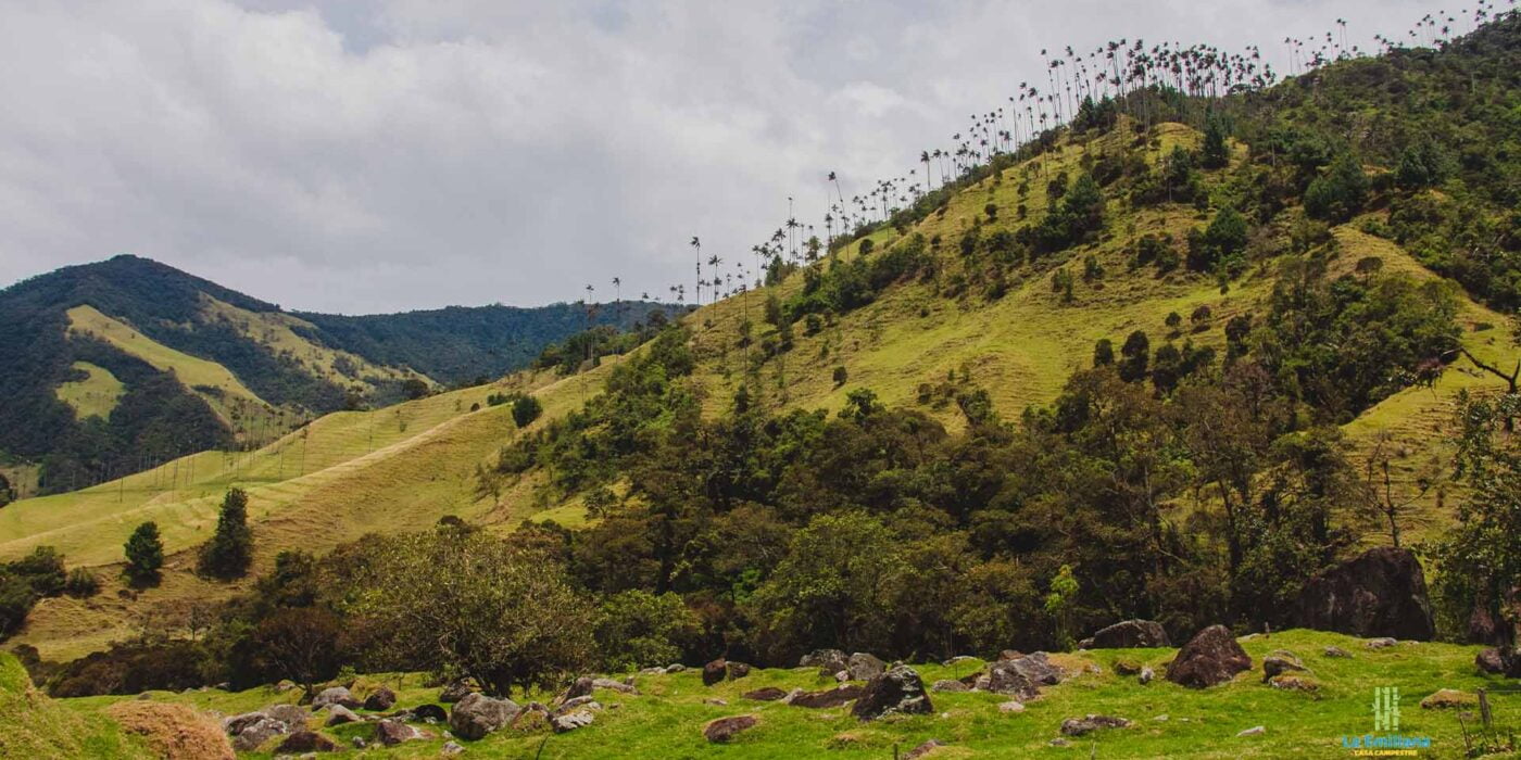 Cocora - La Emiliana